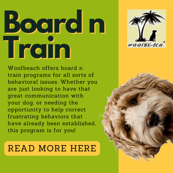Dog Grooming Batavia IL | WoofBeach Dog Care, Dog Training